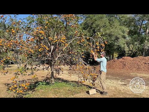 Persimmon Seminar Highlights
