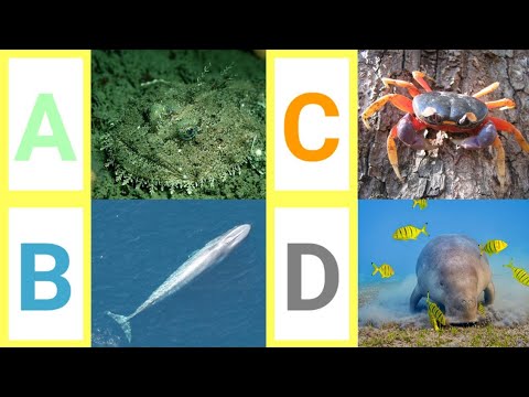 A to Z Aquatic Animals | A to Z Sea Animals with pictures| Aquatic Animals with pronunciation |