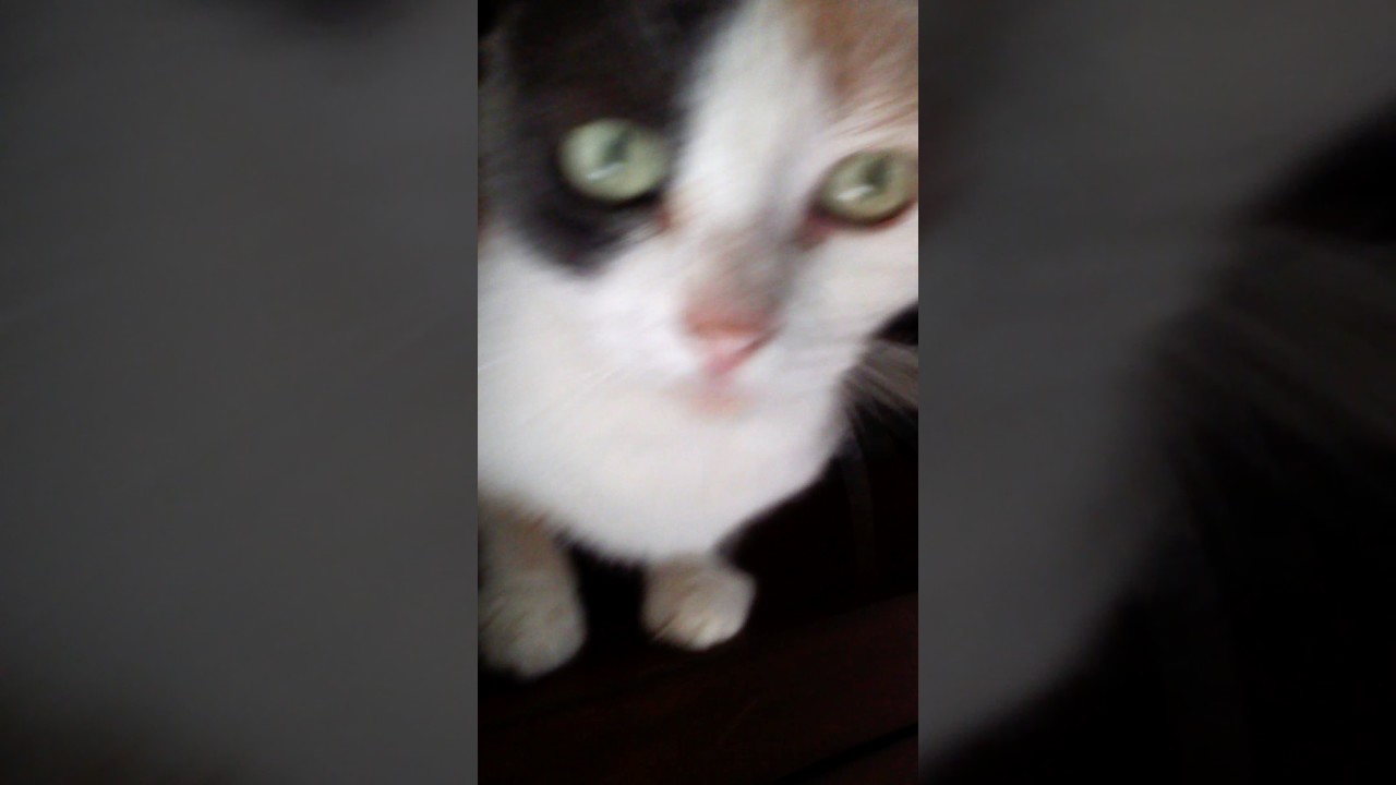 Ma chatte me regarde chelou