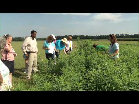 Integrated Pest Management (IPM) Scouting