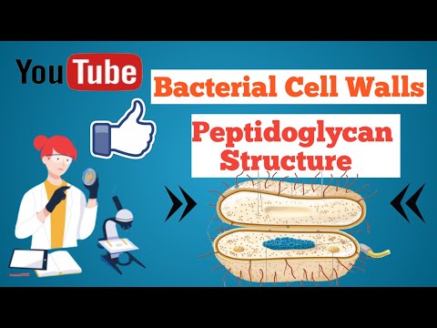 Bacterial Cell Wall || Peptidoglycan Structure || Overview Of Bacterial Cell Wall