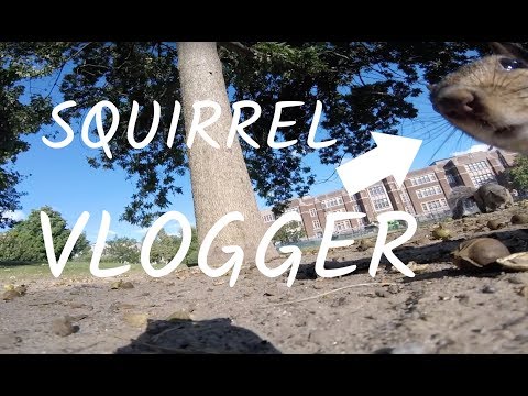 Squirrel Steals GoPro and Makes Squirrel's Eve View Movie