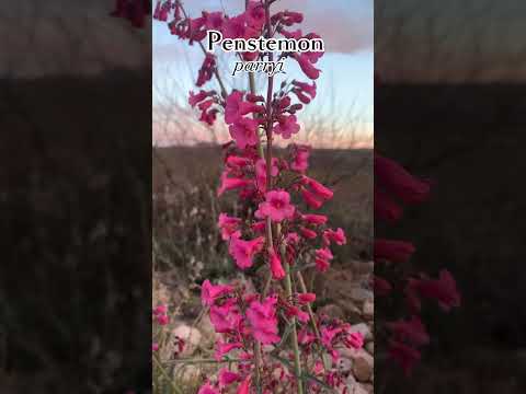 Glorious Desert Wildflowers Are In Bloom On Our Farm: Arizona Wildflowers