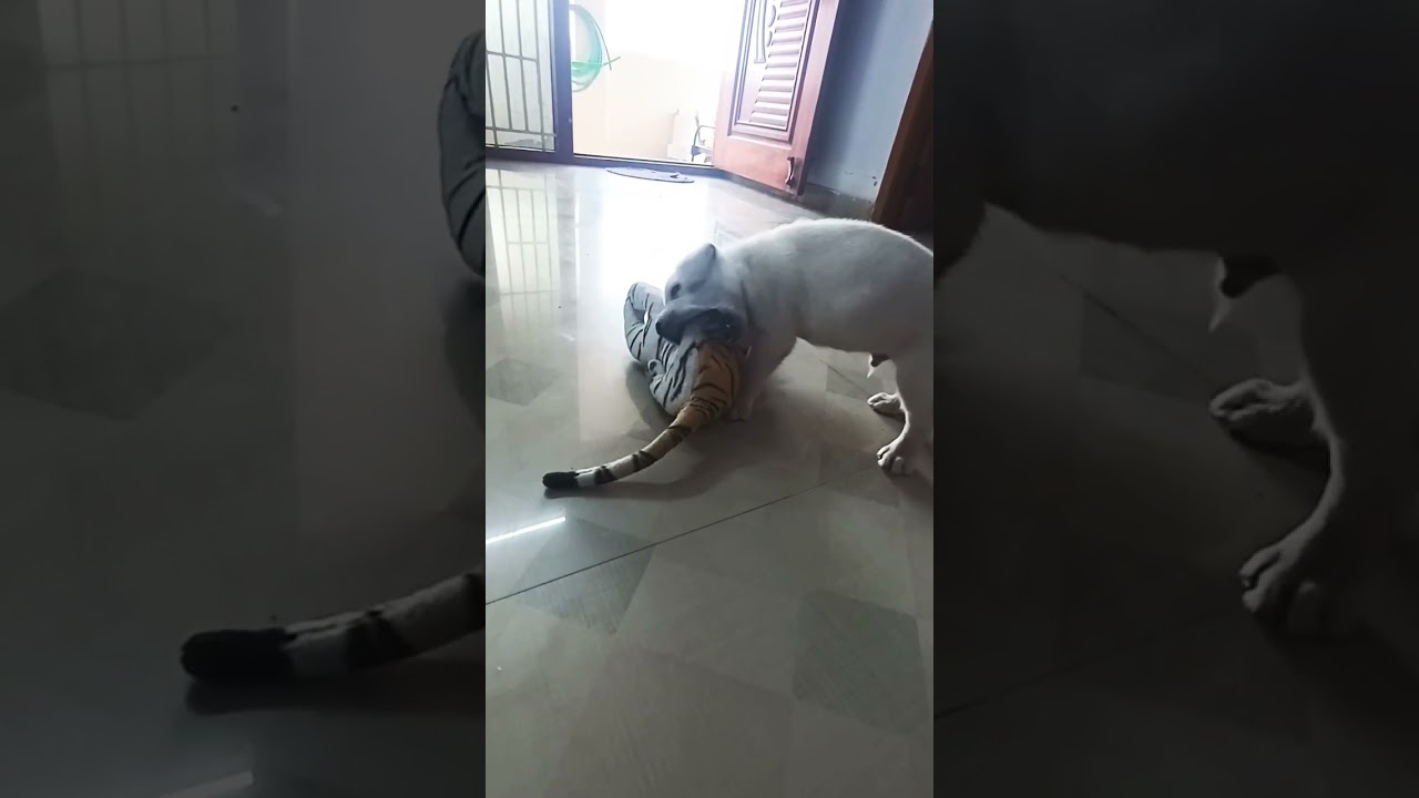 😂😂#shorts#funny#comedy#viral#youtube#trending#youtubeshorts#shortvideo#tamil#short#funnyvideo#status