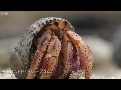 Steam Community :: Video :: Spy Crabs Trade Shells in the Strangest Way ...