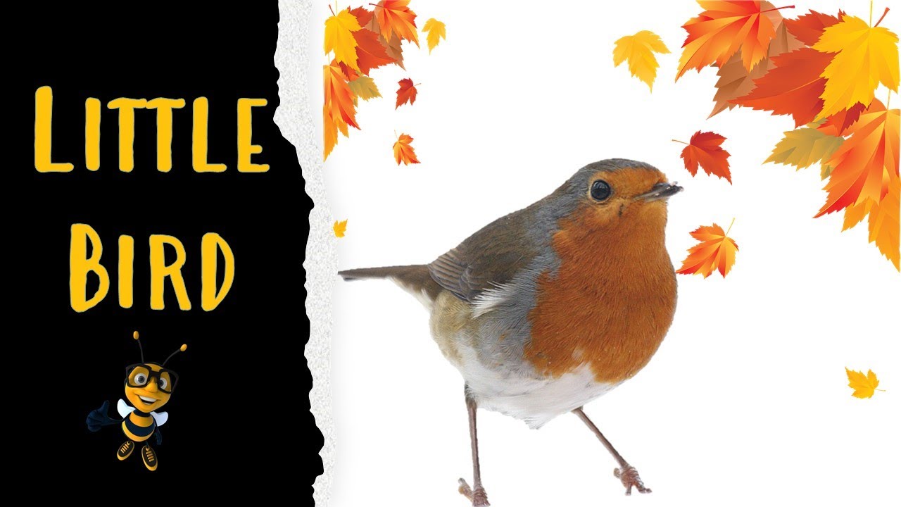 Little Bird - Kids Learning Oxford English poem recitation
