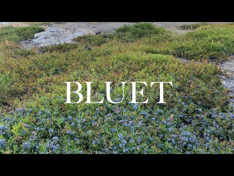 BLUET Maine Wild Blueberry Sparkling Wine