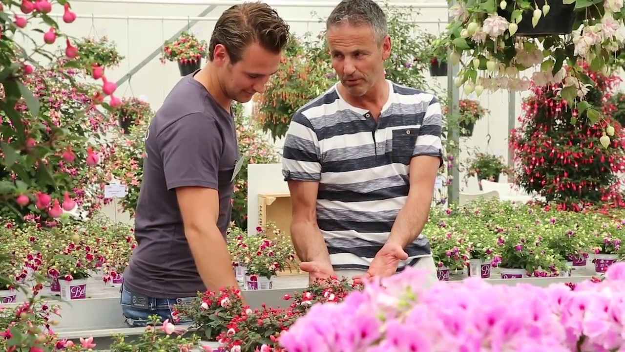 Hendriks Young Plants - Flower Trials 2017