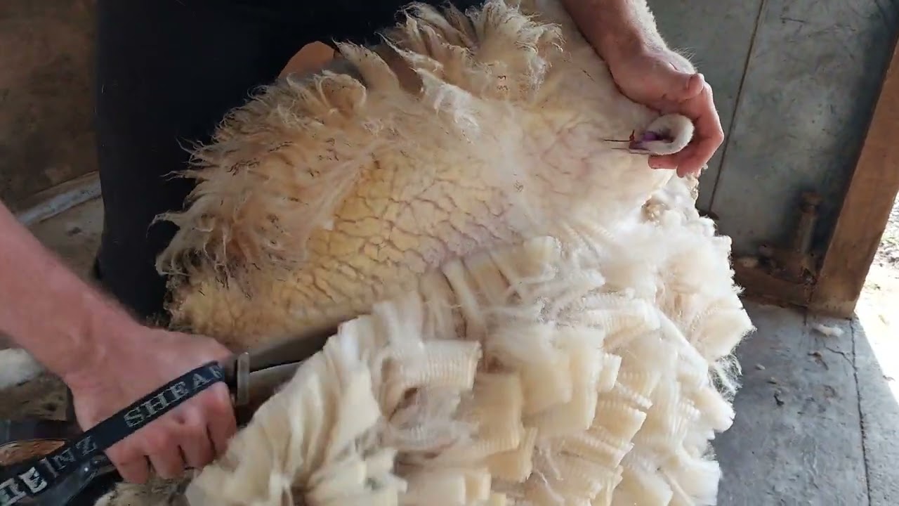 Blade Shearing Close-up on a Perendale Ewe