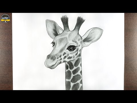 Giraffe Drawing || How to Draw Giraffe Step by Step for Beginners || Giraffe Face Drawing