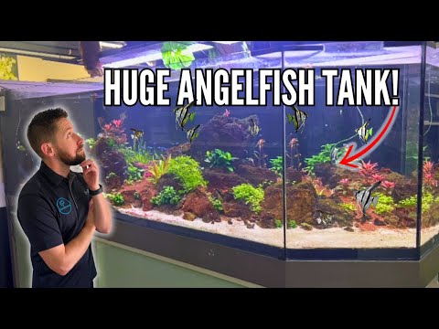 1,000L Freshwater Angelfish Aquarium! (Tour)