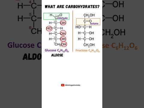 What are Carbohydrates?
