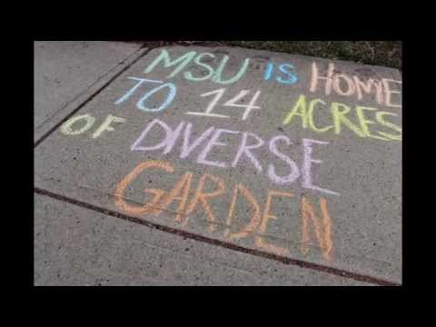 Chalkmation: MSU Facts
