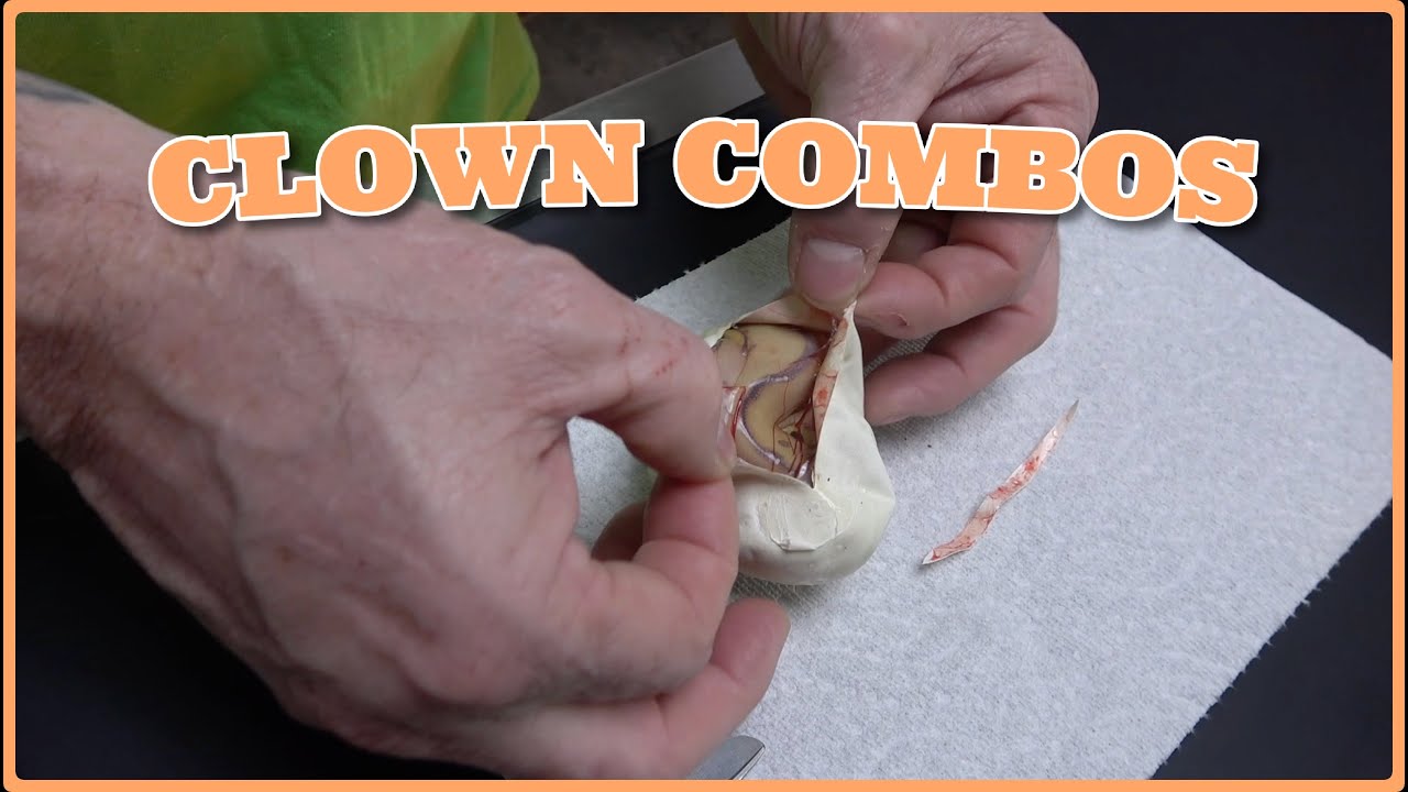 Beautiful Clown Combos! Ball Python Egg #125