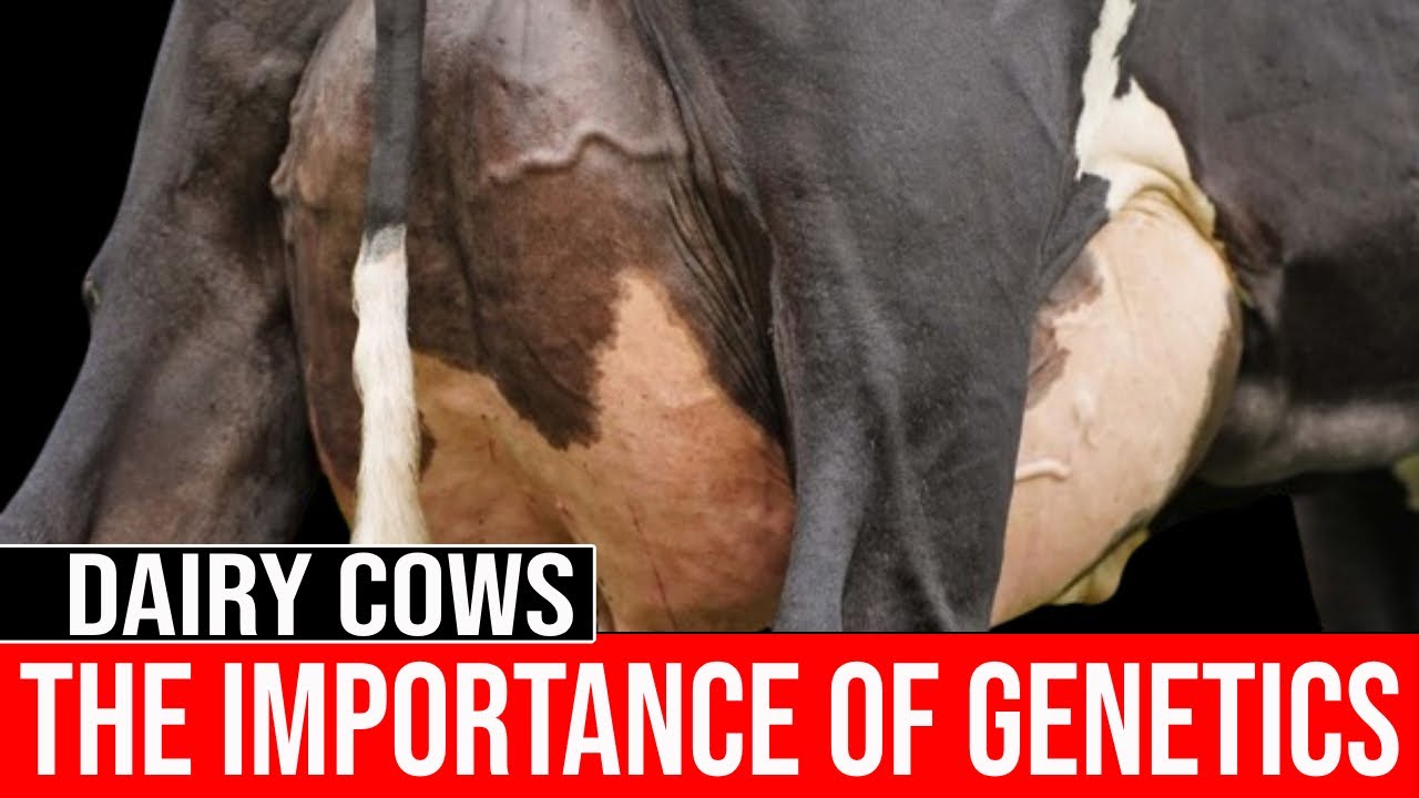 🔴 Dairy Cows The Importance Of Genetics 🥛