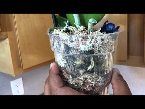 #FAKE ORCHIDS# Just Add Ice (Blue Mystique Phalaenopsis orchid Review)