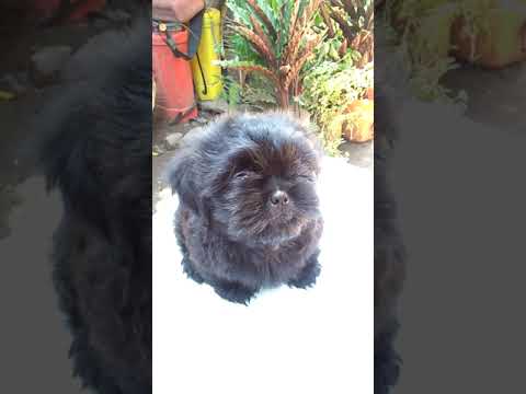 Shih tzu puppy| Alas Barking "all black shih tzu"