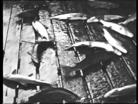 Film: Gamla fiskemetoder i Vänern – Kulturbilder