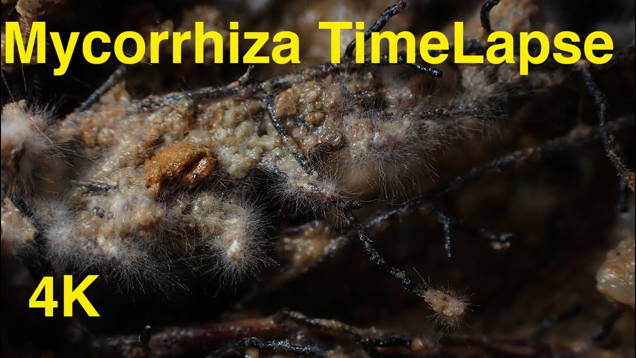 Mycorrhiza Time Lapse Growing Throughout the Soil