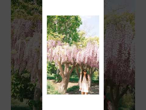 Garden walk photos from my vlog with Fujifilm x100v #fujifilmx100v #fujifilm #flowers