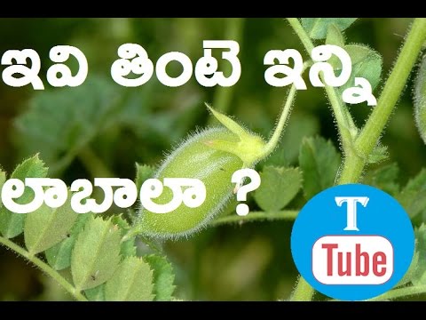 Amazing Benefits Of Bengal gram, Circe actinium / Health and beauty / Ttube Telugu