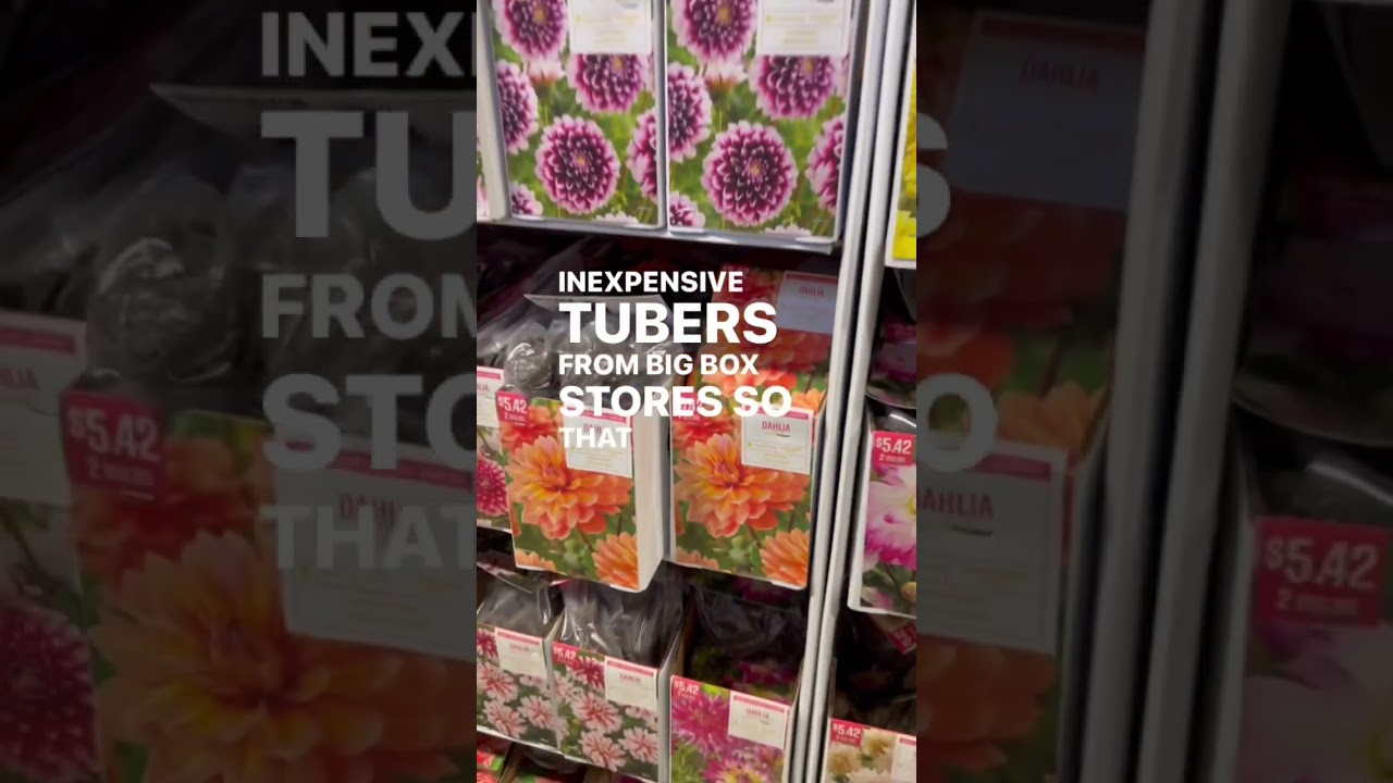 First year growing dahlias?