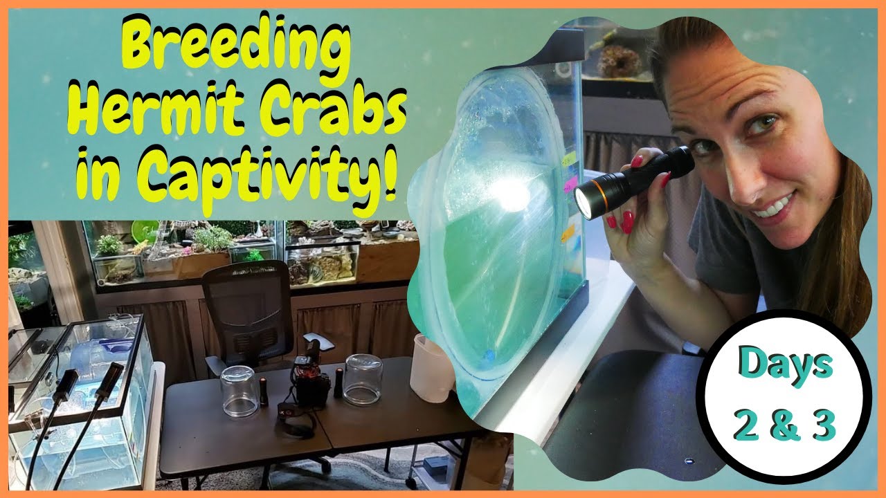 Captive Breeding Hermit Crabs || Days Two and Three | By Crab Central Station