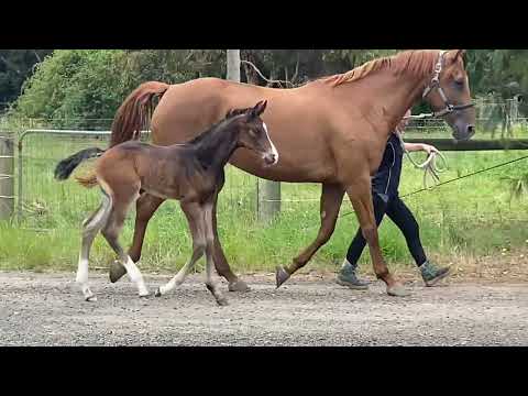 Jovian x Farewell III x Donnerhall 2023 colt – Mayfield Farm