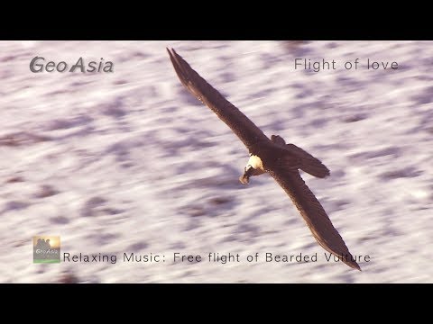 Relaxing Music : Flight of love, Free flight of Bearded Vulture