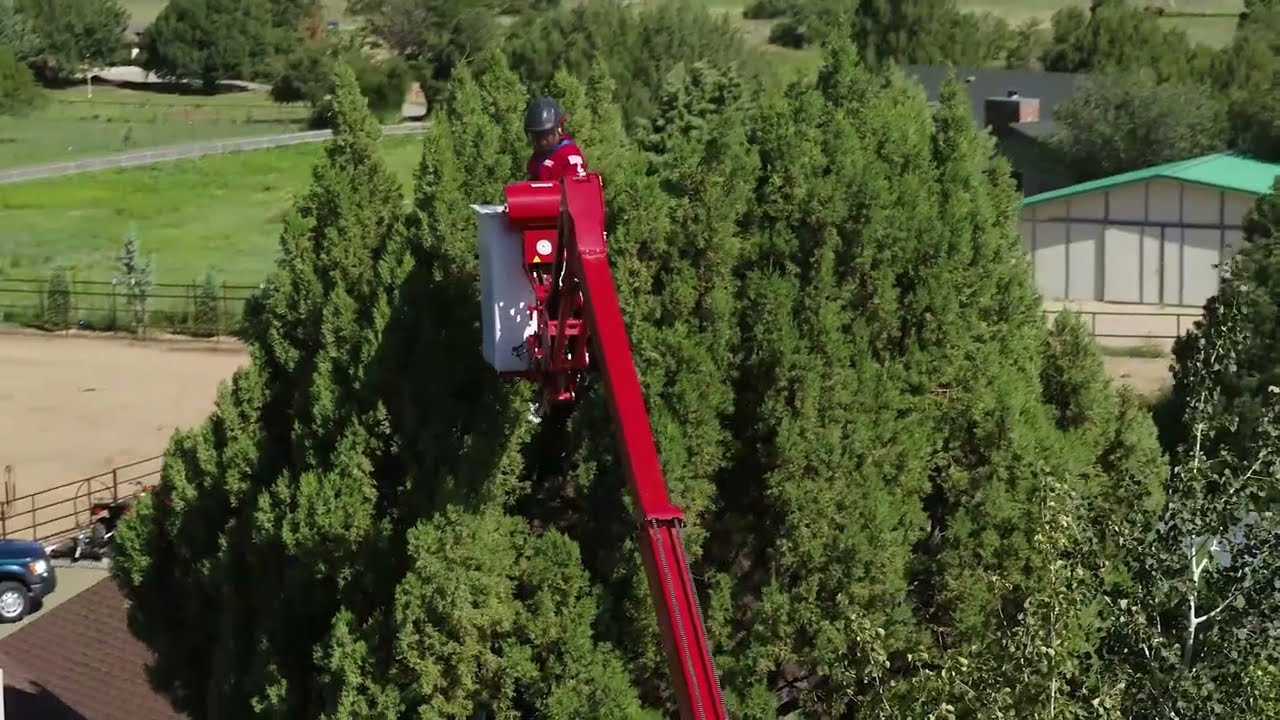 Tree Trimming Services - Enhance Your Landscape