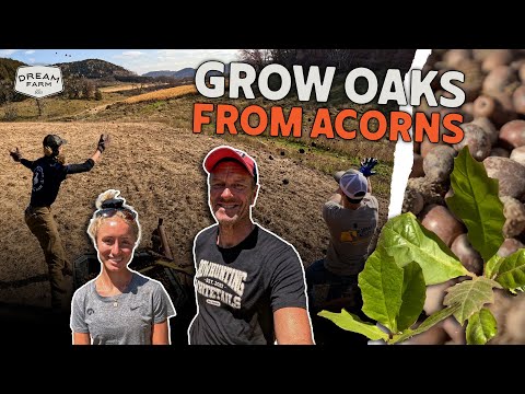 How to Grow Oak Trees from Acorns - Direct Seeding Acorns | Dream Farm w/ Bill Winke