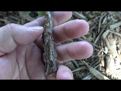 Identifying bur oak