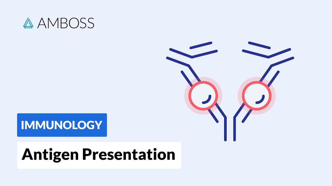 Antigen Presentation: MHC Class I vs. MHC Class II