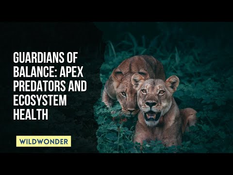 Ecosystem Guardians: Exploring the Vital Role of Apex Predators