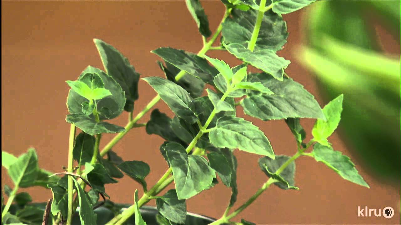 Fall into perennials |Hill Country Water Gardens & Nursery |Central Texas Gardener