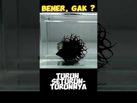 Harga ikan cupang ! #ikancupang #hargaikancupang #hargaikancupangterbaru
