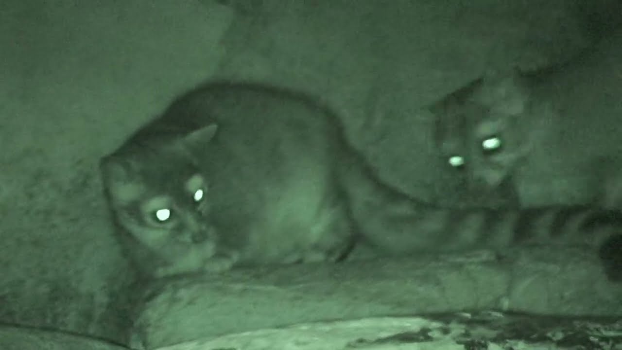 Tricky Tail- Ringtail Cat