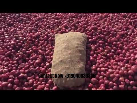 Fresh Red Onion Exporter from India | OM Exim Traders | Bulk Supply Worldwide