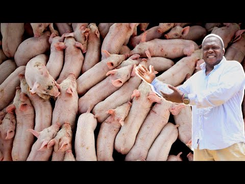 The Pig Farm in Africa You Have Never Seen!!! | Big Farm on Small Space
