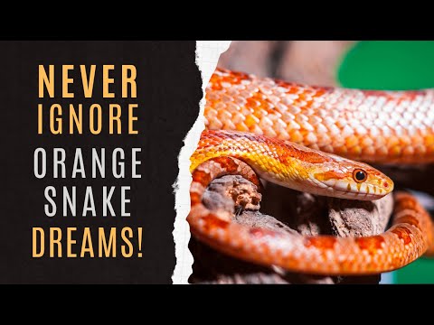 Orange Snake Dream Decoded: The One Symbol You Can’t Afford to Miss