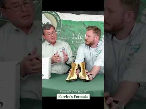 Equine Laminitis Causes Inflammation in the Horse's Hoof Capsule #hoof #horses #hoofcare #horsecare