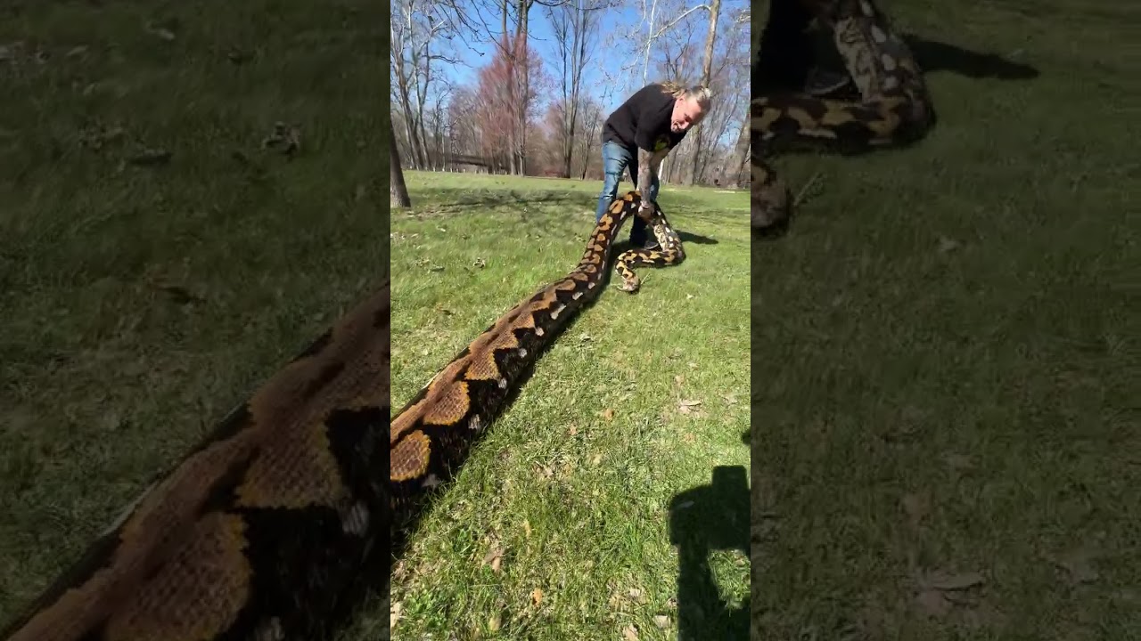 Taking My 20 Foot Python To The Park