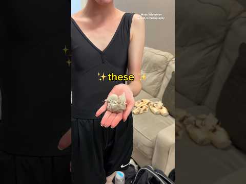 I bought Maya new toe pads…. #ballet #ballerina #shorts