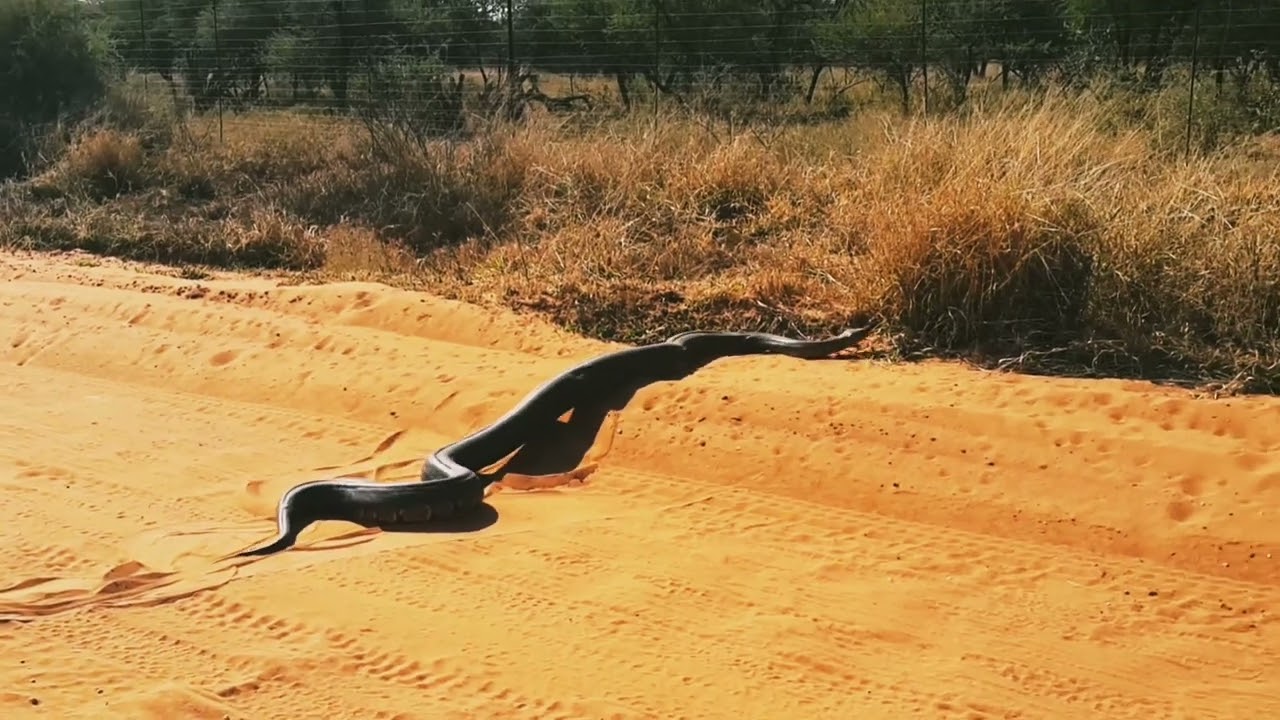 Huge python seen in Lephalale #big#python