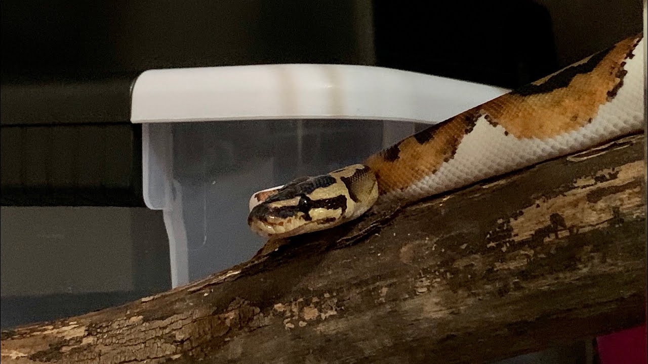 Royal (Ball) Python short training session; Python regius.