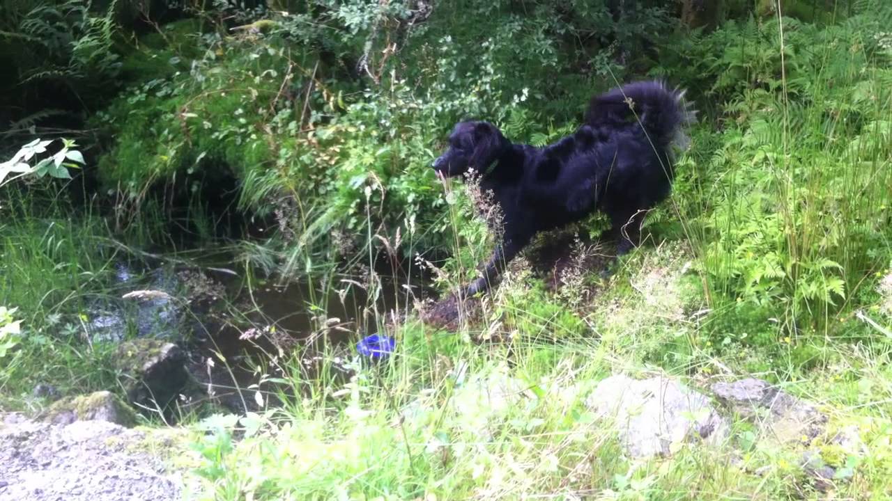 The difference between a Border Collie mix and a Leonberger