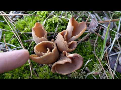 Orejas de liebre. Otidea alutacea y Otidea bufonia. Características del género Otidea