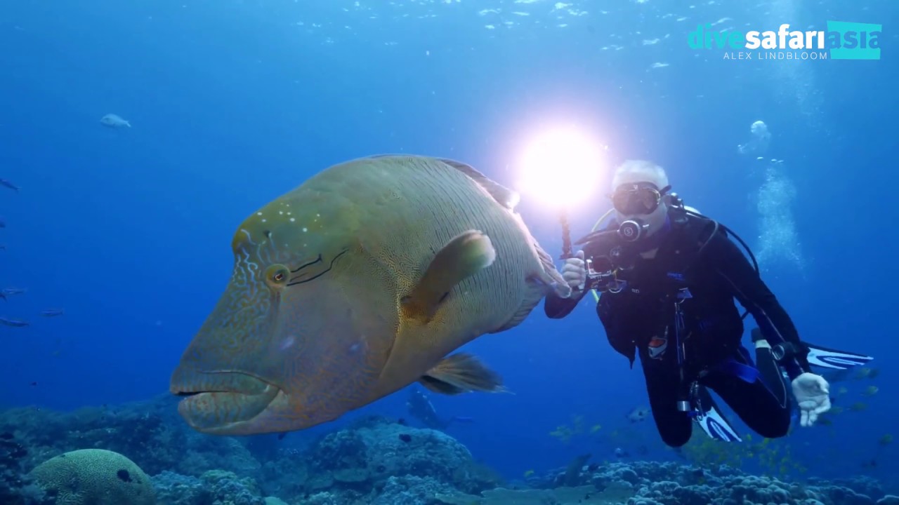 Raja Ampat's Top 5 Dive Sites