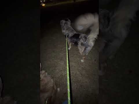 Not So Friendly Aussies: Guardians with Attitude #puppy #youtube #australianshepherd