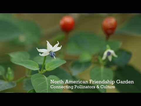 North American Friendship Garden: Connecting Pollinators & Culture